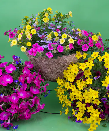 Best Choice Mixed Hangers - Currans Flowers - Same Day Delivery ...