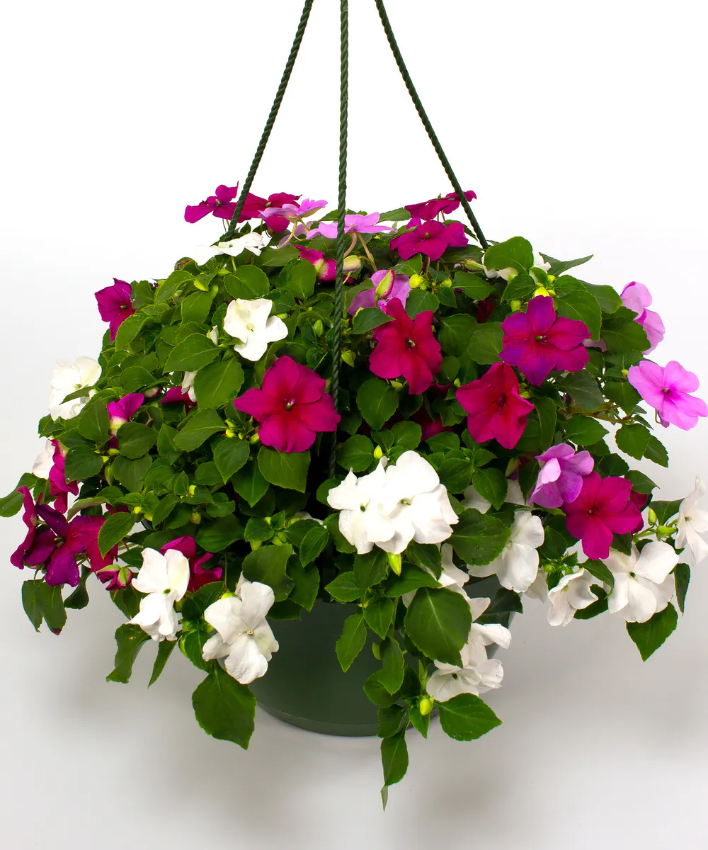 Impatien Hanging Basket | Danvers (MA) Same-Day Plant Delivery ...