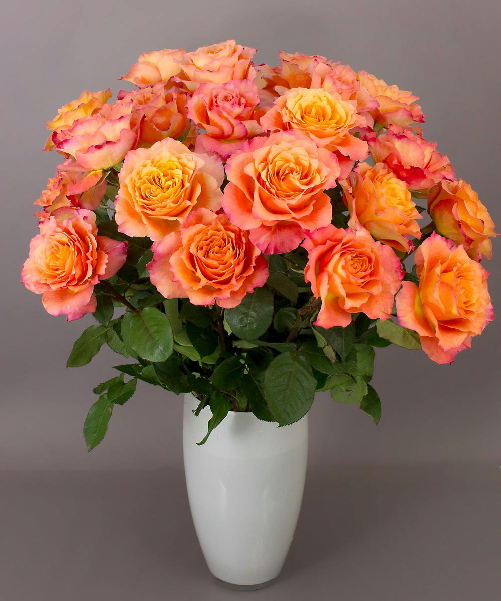 Long Stemmed Orange Roses - Same day delivery, Danvers, MA - Currans ...