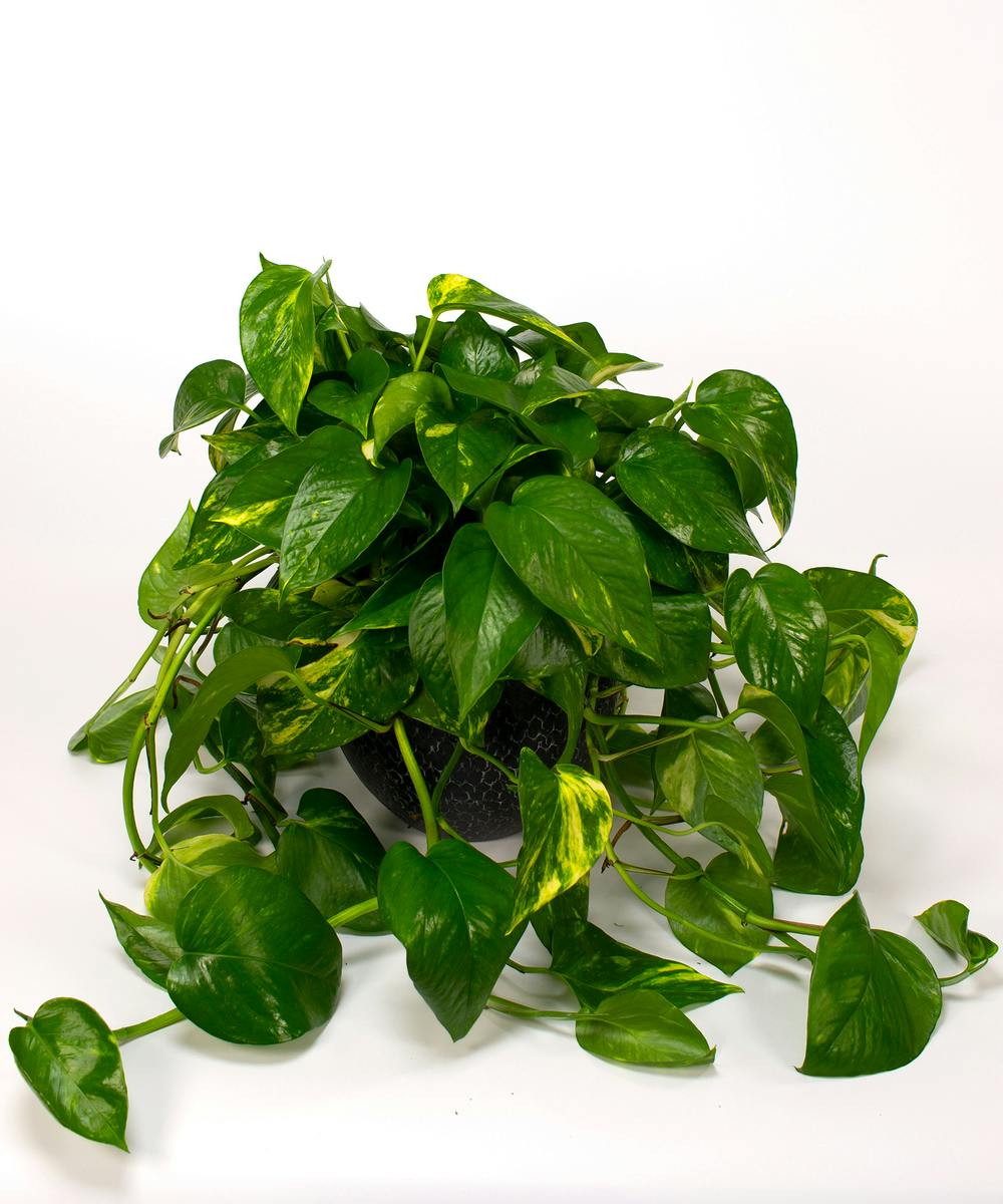 Trailing Pothos | Danvers (MA) Same-Day Plant Delivery | Currans Flowers