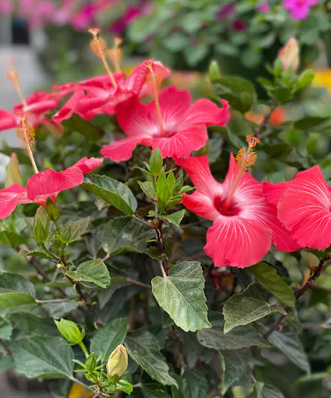 Hibiscus Bush - Danvers, Beverly, MA - Same-day Delivery by Currans Flowers