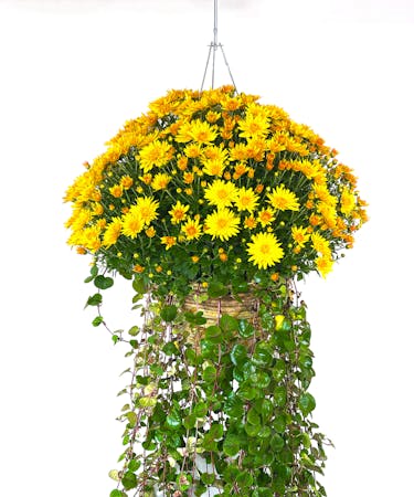 Plant Delivery - Hanging Mum Cone - Currans Flowers